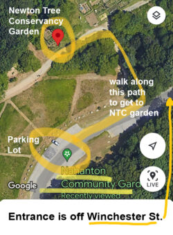 Get a Free Sapling Tree on October 18 to Plant in Your Yard